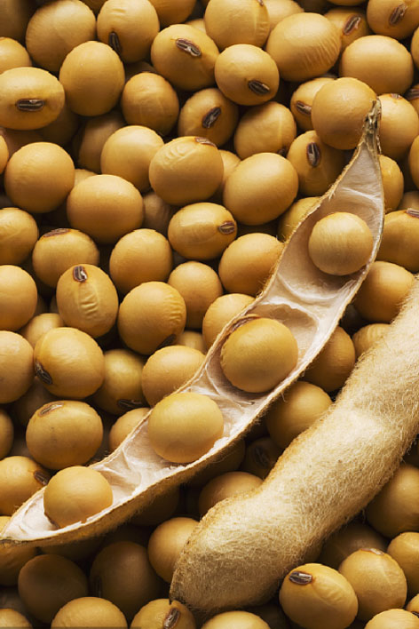 Isolated Soy Protein, Injection Type Isolated Soy Protein - Xinrui